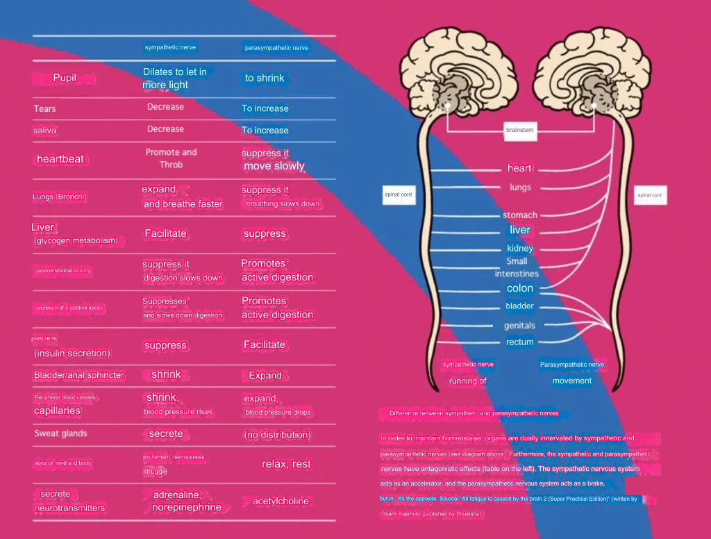 Let's learn about the autonomic nervous system Pt1 | International ...