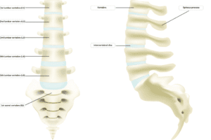 What Exactly is the Fifth Lumbar Vertebra? If You've Heard the Name ...